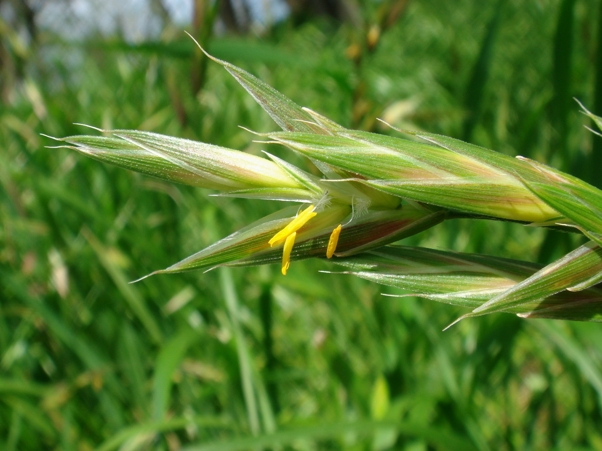 Bromus Catharticus